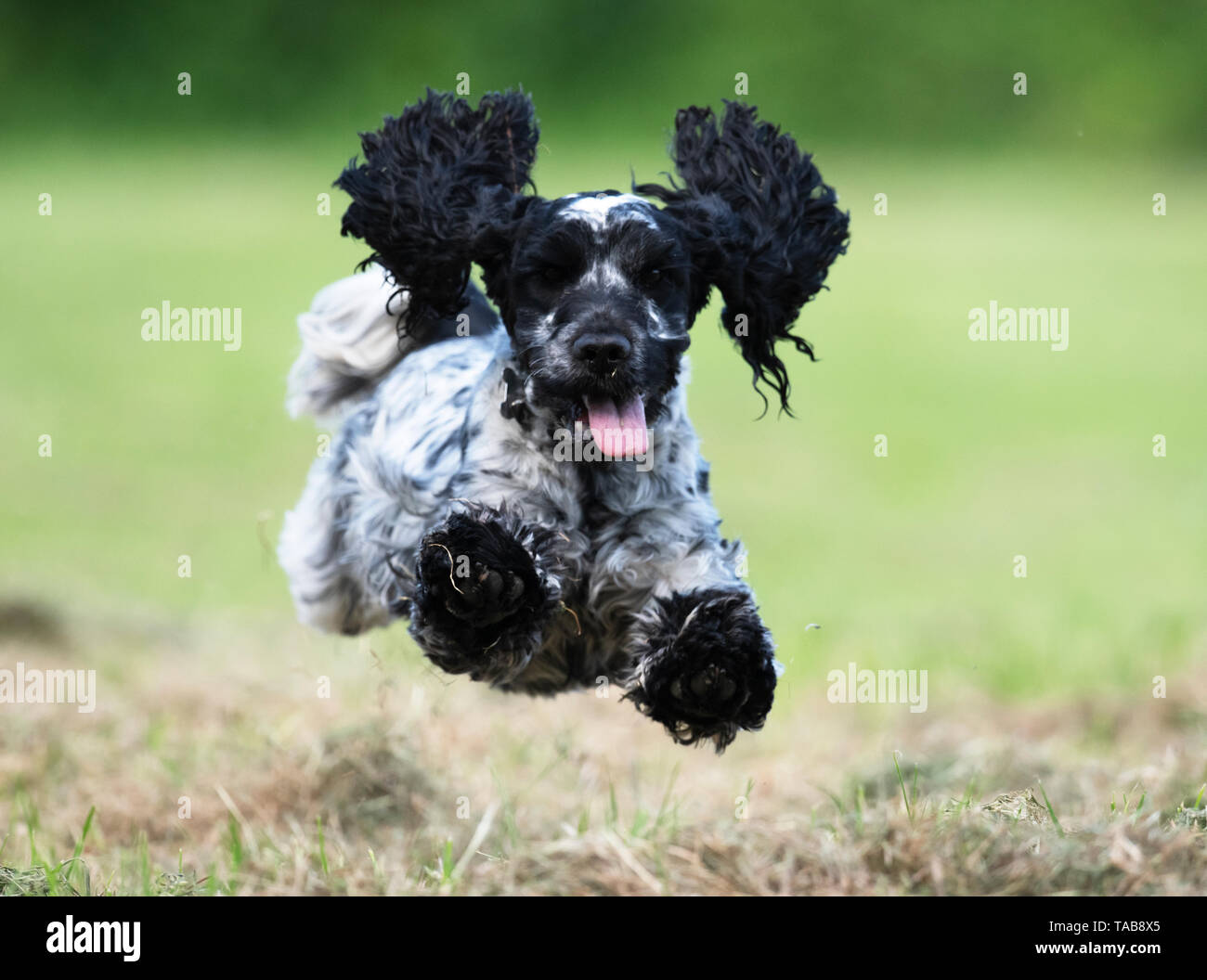 Schwarze Show Cocker Spaniel Stockfotos und -bilder Kaufen - Alamy