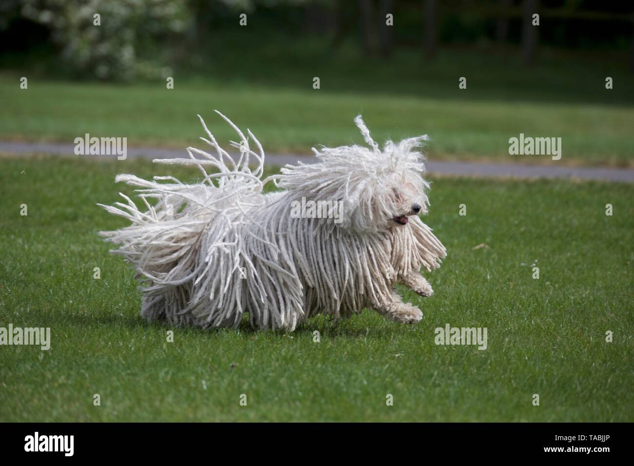 Puli hund -Fotos und -Bildmaterial in hoher Auflösung – Alamy