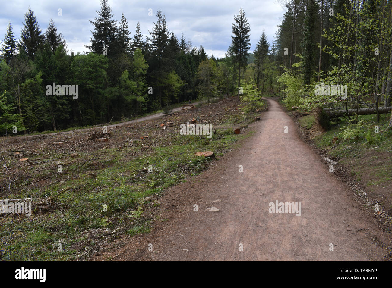 Bosque de beechenhurst -Fotos und -Bildmaterial in hoher Auflösung – Alamy