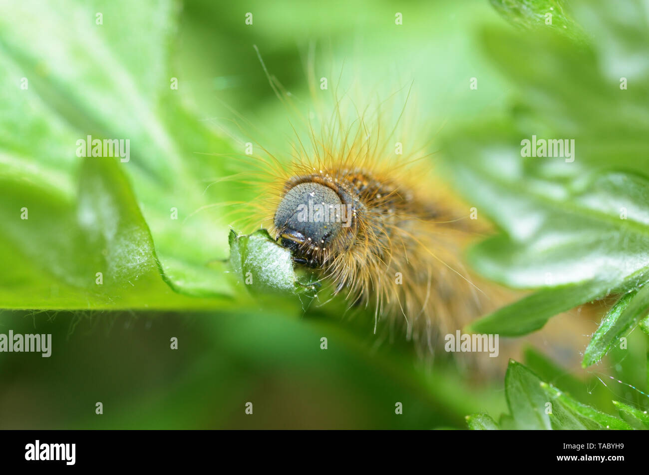 Schöne Raupe kriecht auf einen Zweig. verlässt sie isst Stockfotografie ...