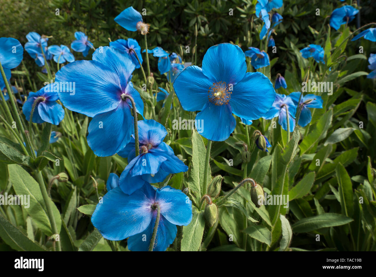 Blaue mohnblume meconopsis betonicifolia -Fotos und -Bildmaterial in ...