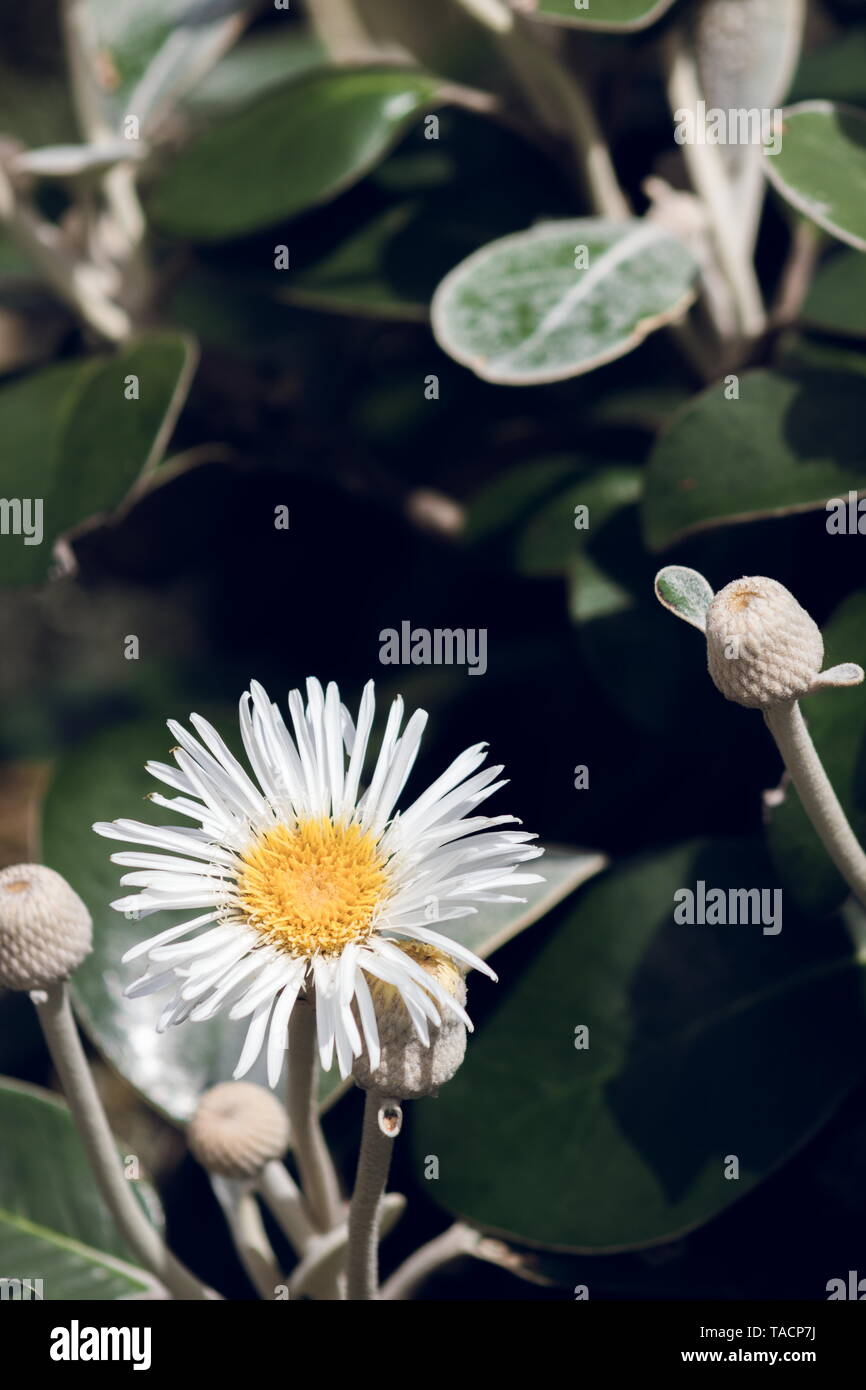 Neuseeland endemische arten -Fotos und -Bildmaterial in hoher Auflösung ...
