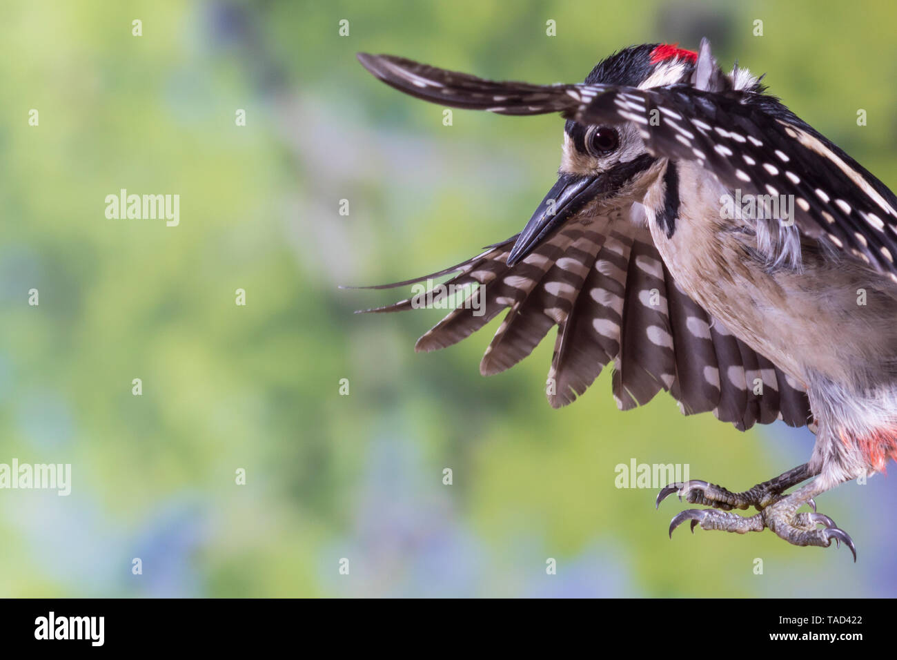 Specht fliegen -Fotos und -Bildmaterial in hoher Auflösung – Alamy