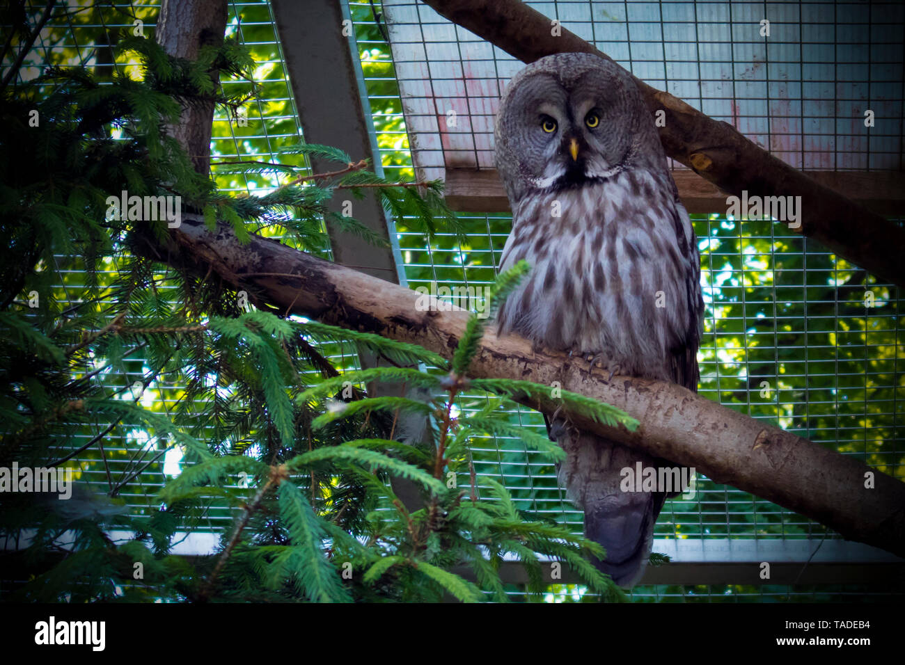 Eine eule der eulenwald der zoo -Fotos und -Bildmaterial in hoher ...