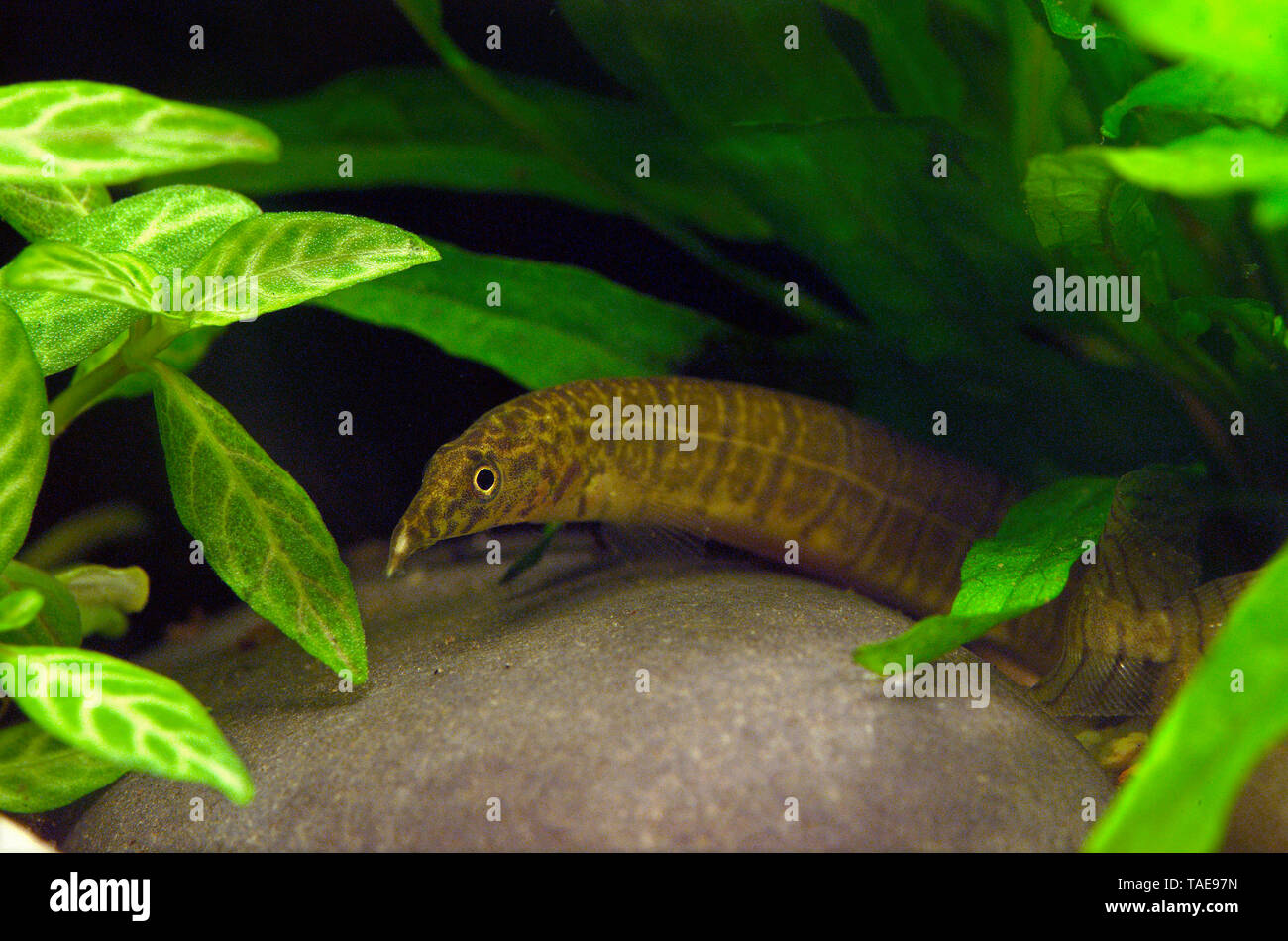 Spiny Aal Synbranchiformes Stockfotos und -bilder Kaufen - Alamy
