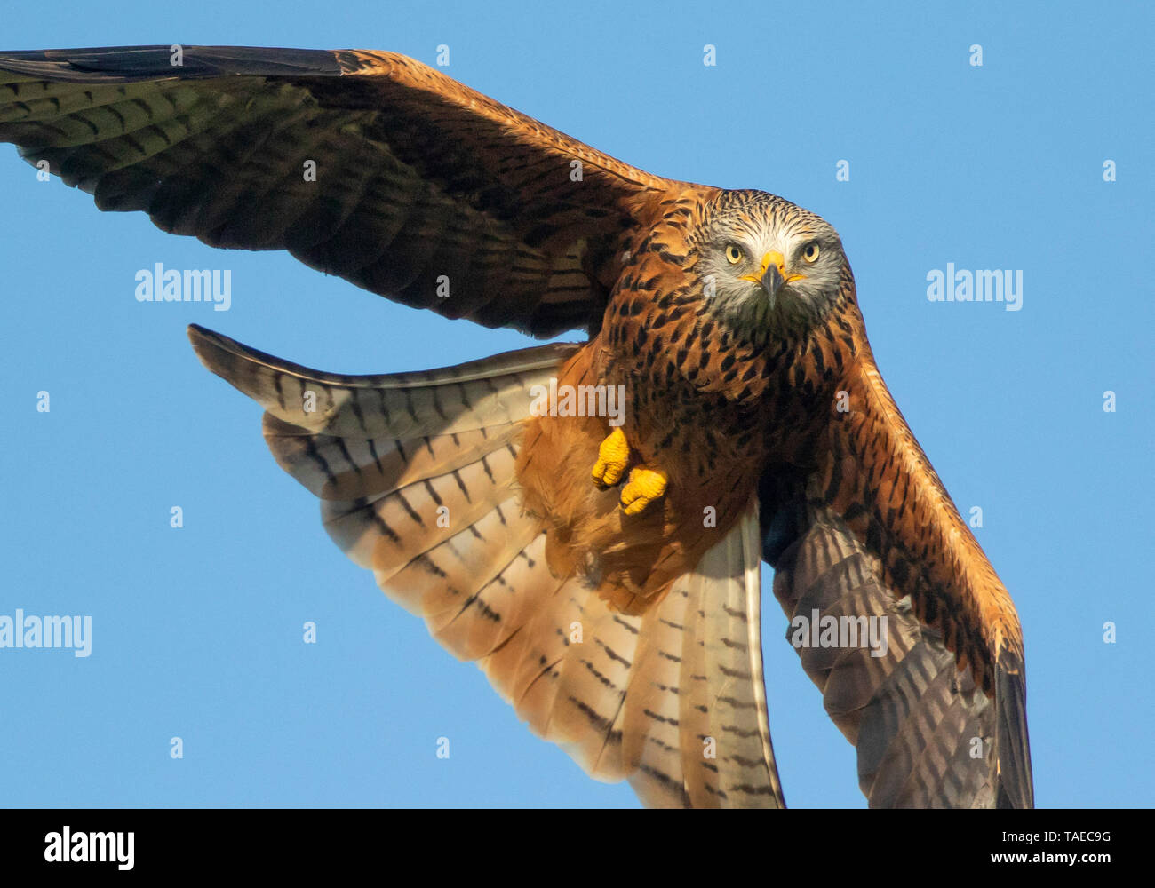 Roter Milan Stockfotos und -bilder Kaufen - Alamy