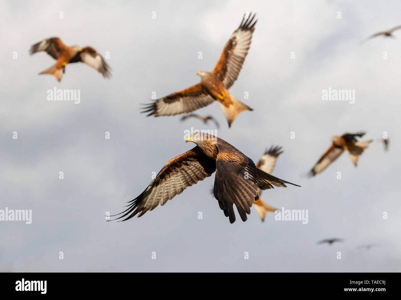 Roter Milan Stockfotos und -bilder Kaufen - Alamy