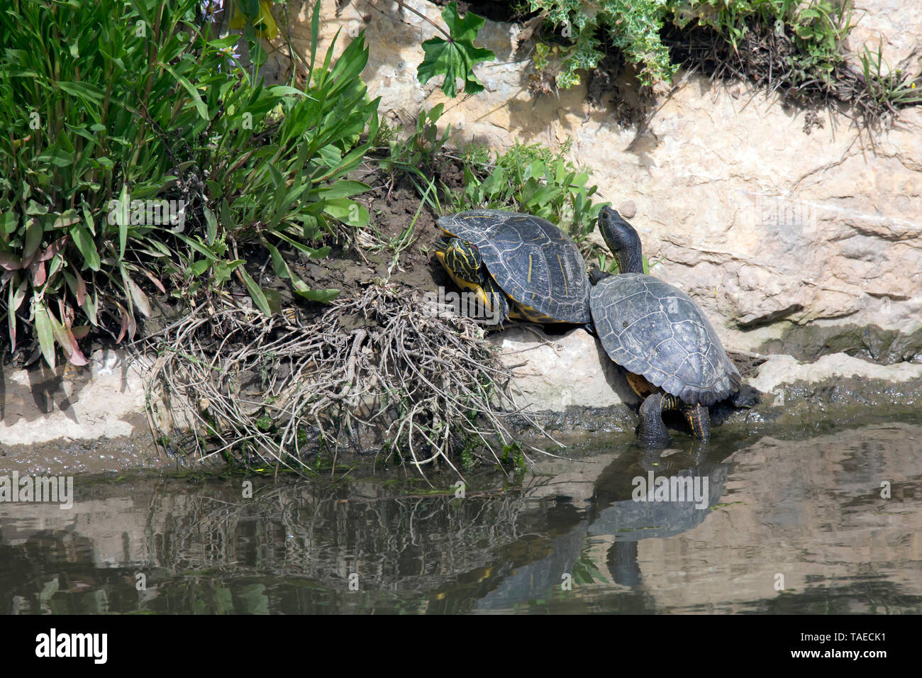 Trachemys sp -Fotos und -Bildmaterial in hoher Auflösung – Alamy