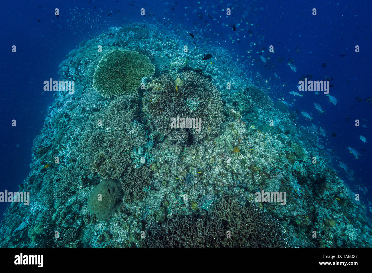 Fore reef -Fotos und -Bildmaterial in hoher Auflösung – Alamy