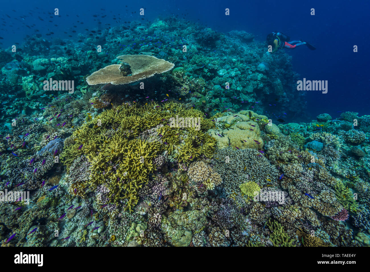 Fore reef -Fotos und -Bildmaterial in hoher Auflösung – Alamy