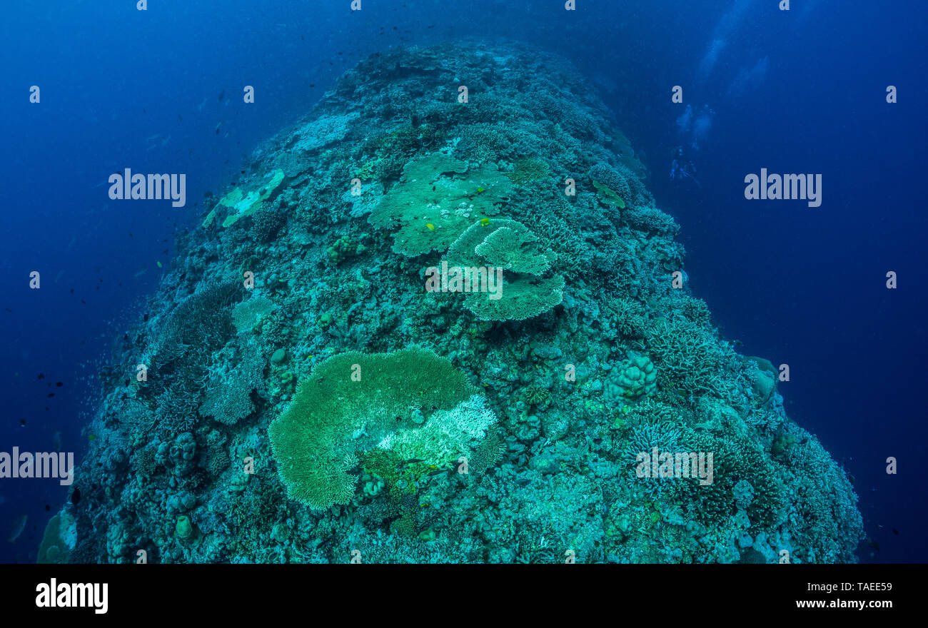 Fore reef -Fotos und -Bildmaterial in hoher Auflösung – Alamy