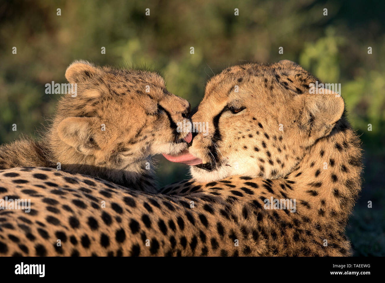Geparden anatomie -Fotos und -Bildmaterial in hoher Auflösung – Alamy