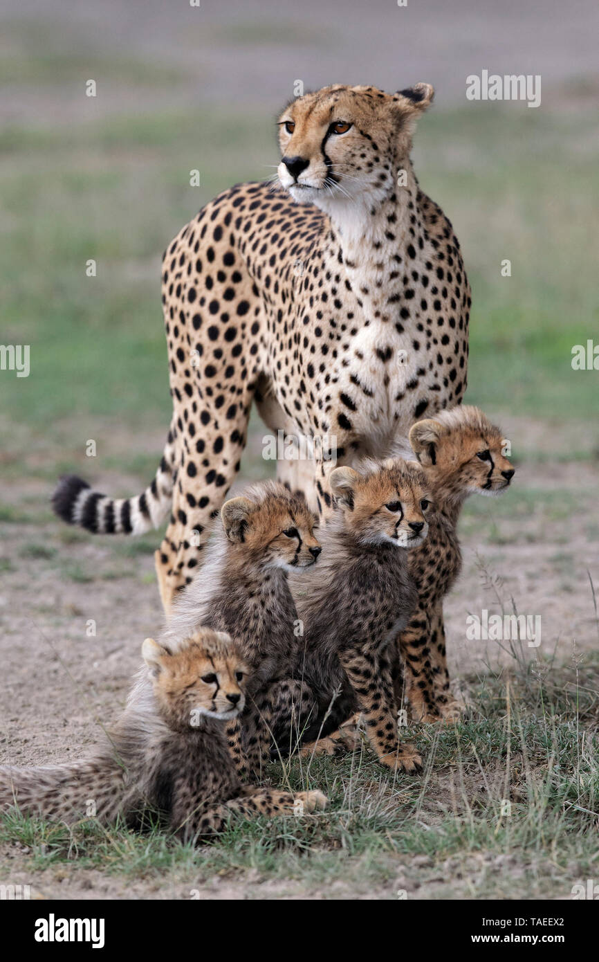 Geparden anatomie -Fotos und -Bildmaterial in hoher Auflösung – Alamy