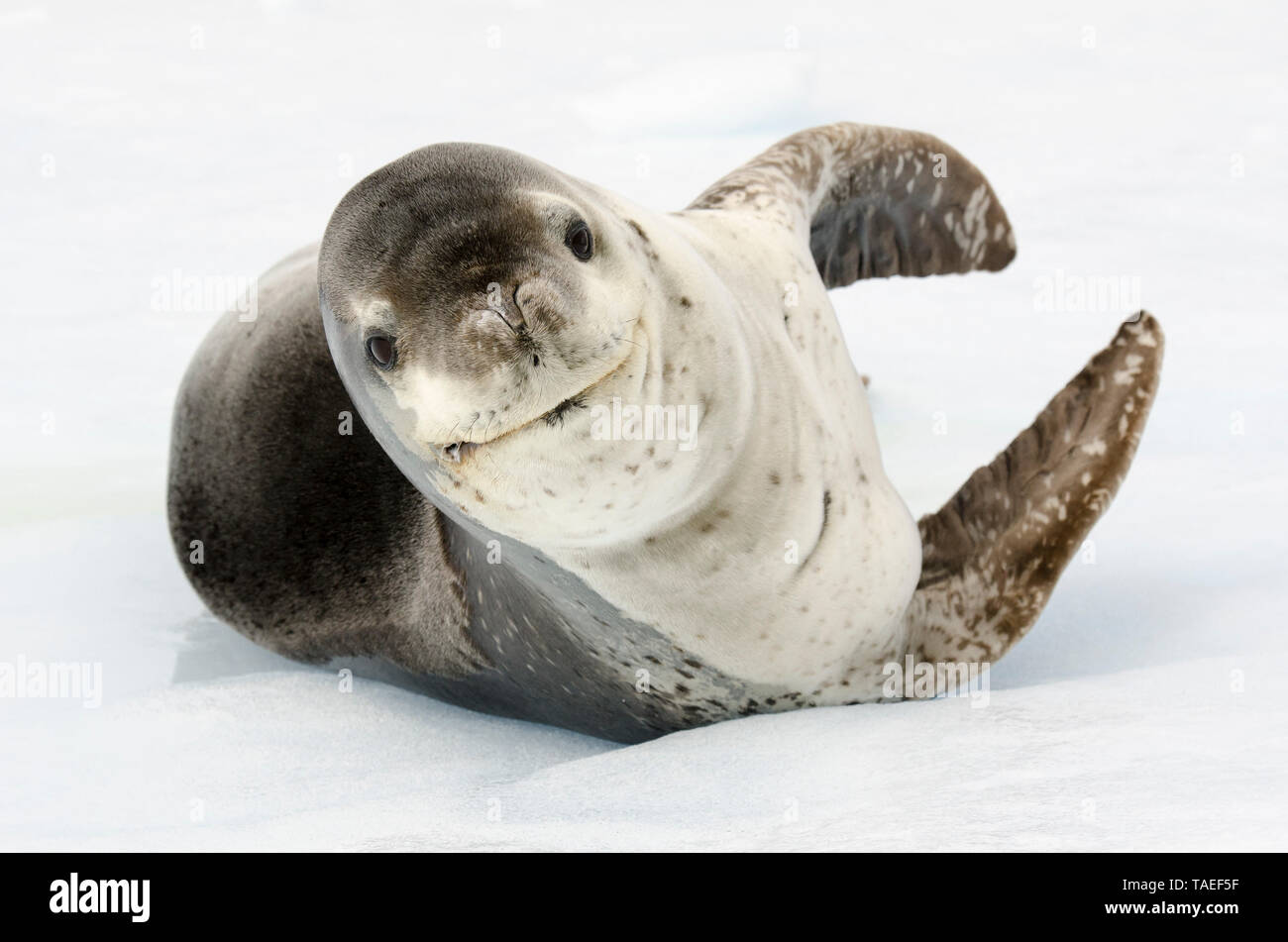 Leopardenrobben hydrurga leptonyx -Fotos und -Bildmaterial in hoher ...