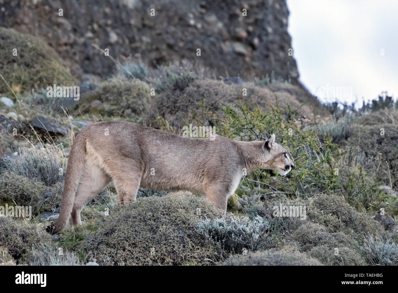 Puma Essen Stockfotos & Puma Essen Bilder - Alamy