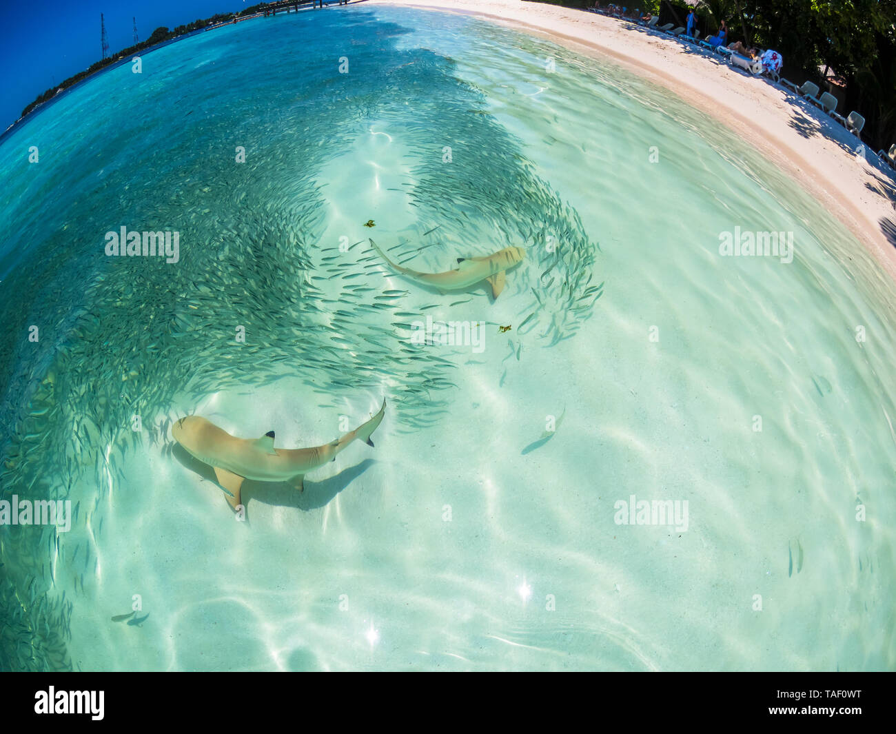 Wilde haie -Fotos und -Bildmaterial in hoher Auflösung – Alamy