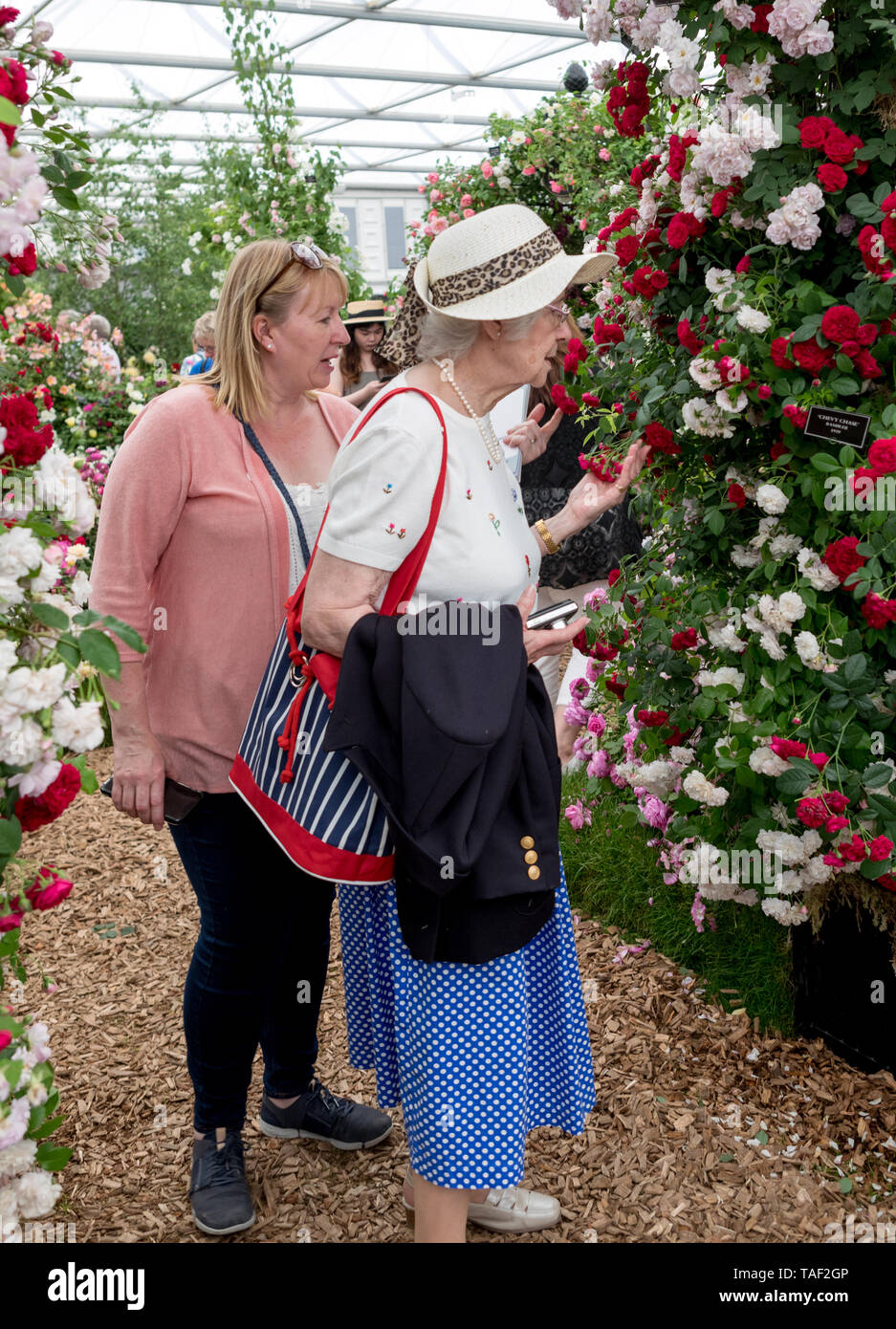 Frau riechende rosen -Fotos und -Bildmaterial in hoher Auflösung – Alamy