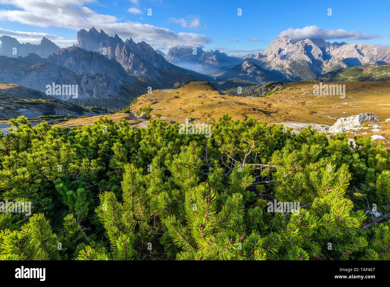 Latschenkiefer (Pinus mugo) nieder und scharfen Spitzen der Dolomiten ...