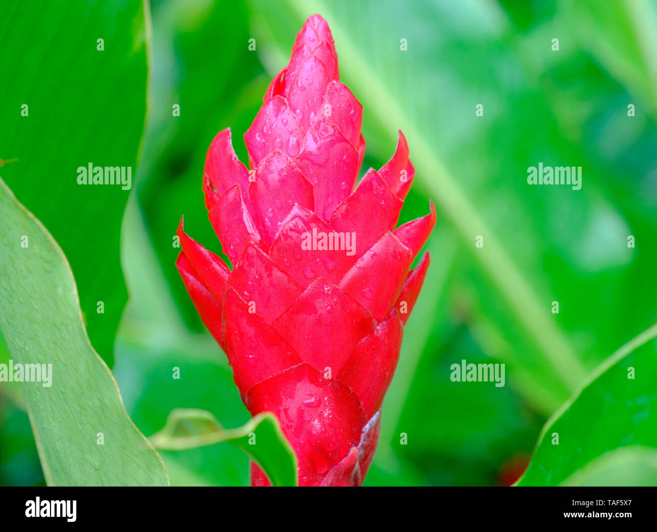 Ingwer alpinia sp -Fotos und -Bildmaterial in hoher Auflösung – Alamy