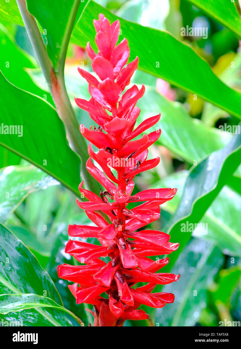 Ingwer alpinia sp -Fotos und -Bildmaterial in hoher Auflösung – Alamy