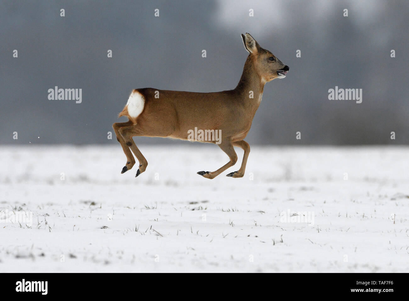 Feldeggs falcon falco biarmicus feldeggi -Fotos und -Bildmaterial in ...