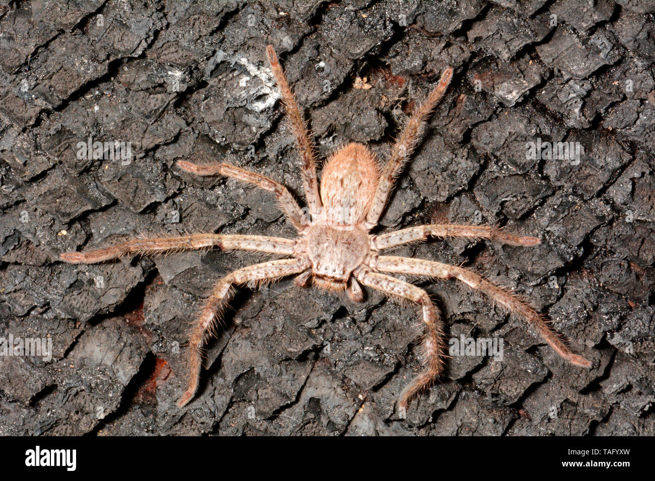 Miturga sp -Fotos und -Bildmaterial in hoher Auflösung – Alamy