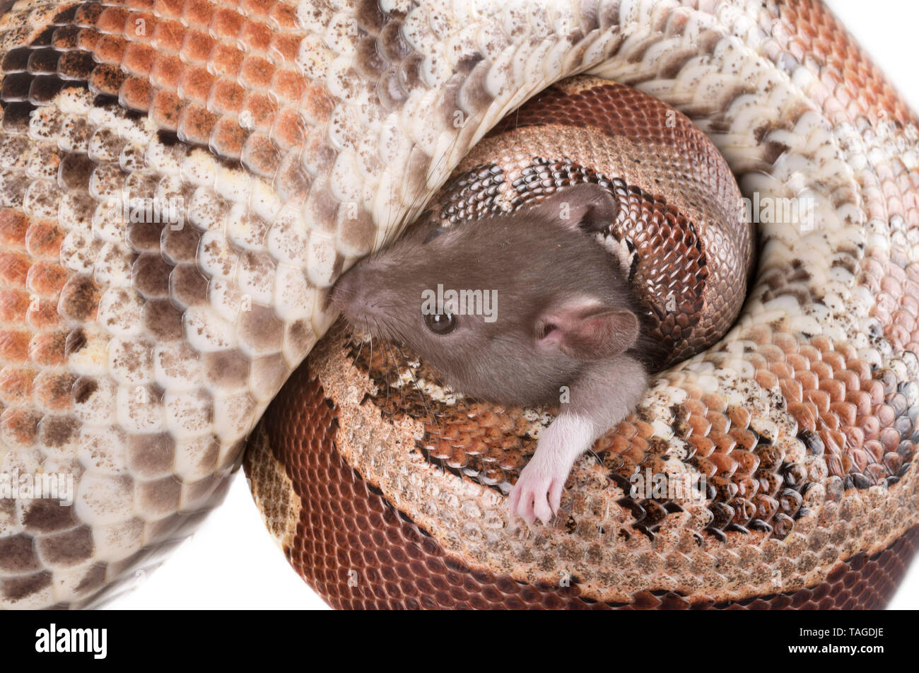 Python eating mouse -Fotos und -Bildmaterial in hoher Auflösung – Alamy