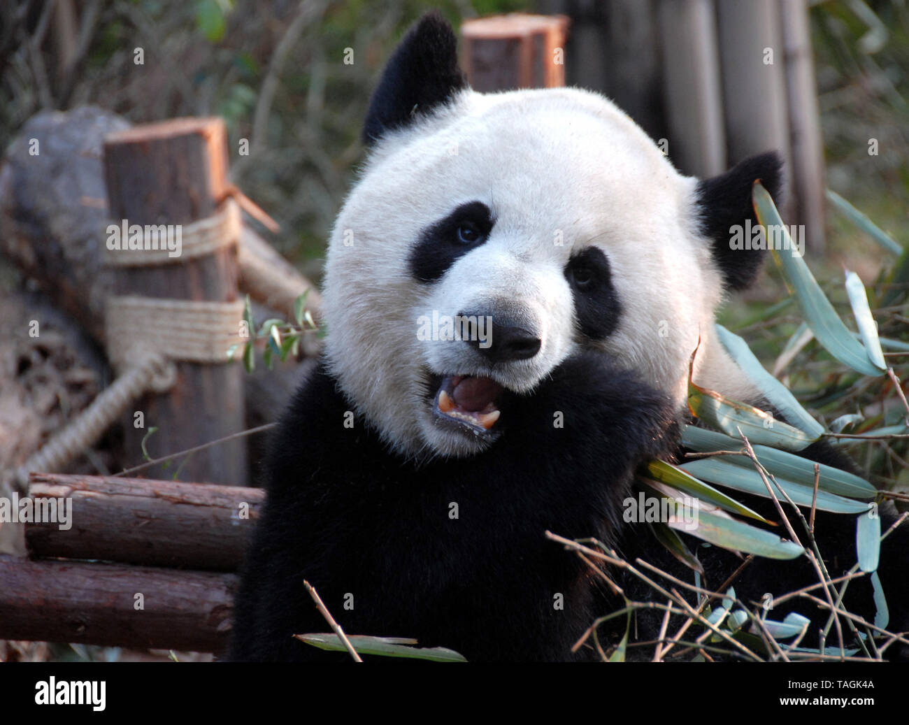 Panda in Chengdu Panda Finden (Chengdu Panda Forschungs- und ...