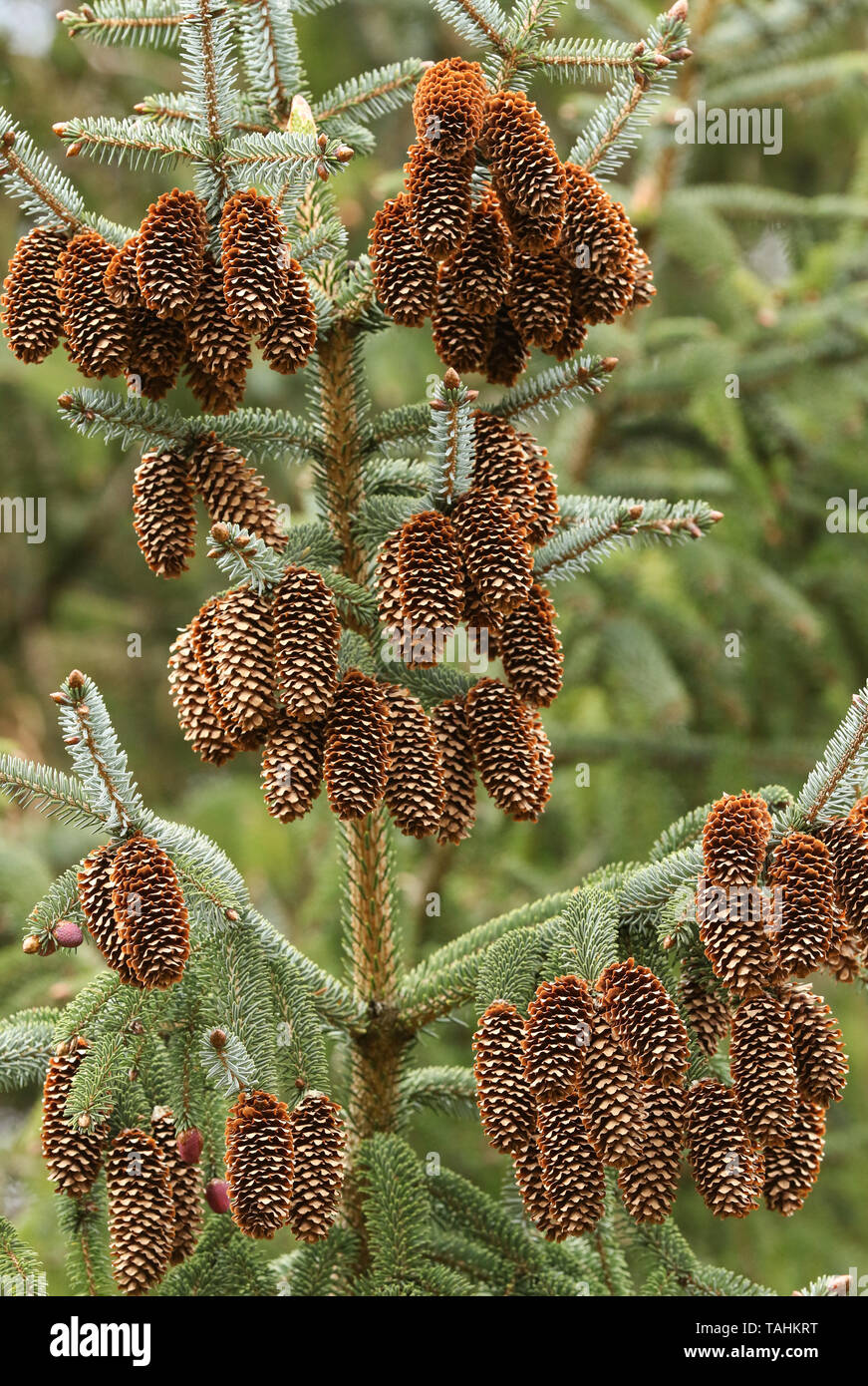 Young spruce tree picea growing -Fotos und -Bildmaterial in hoher ...