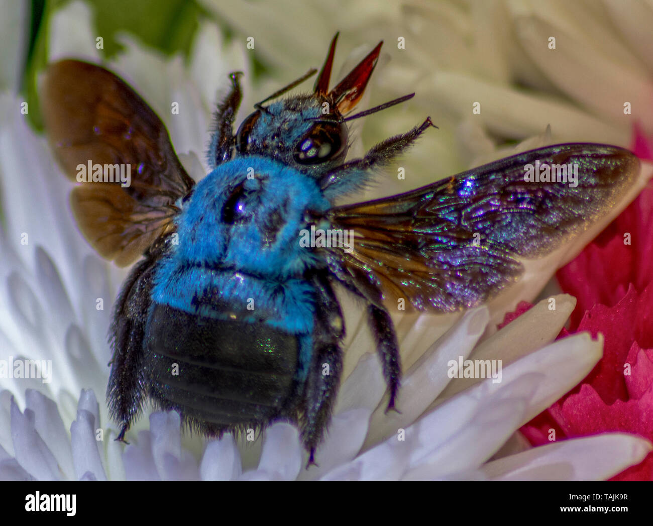 Butterfly with transparent wings -Fotos und -Bildmaterial in hoher ...