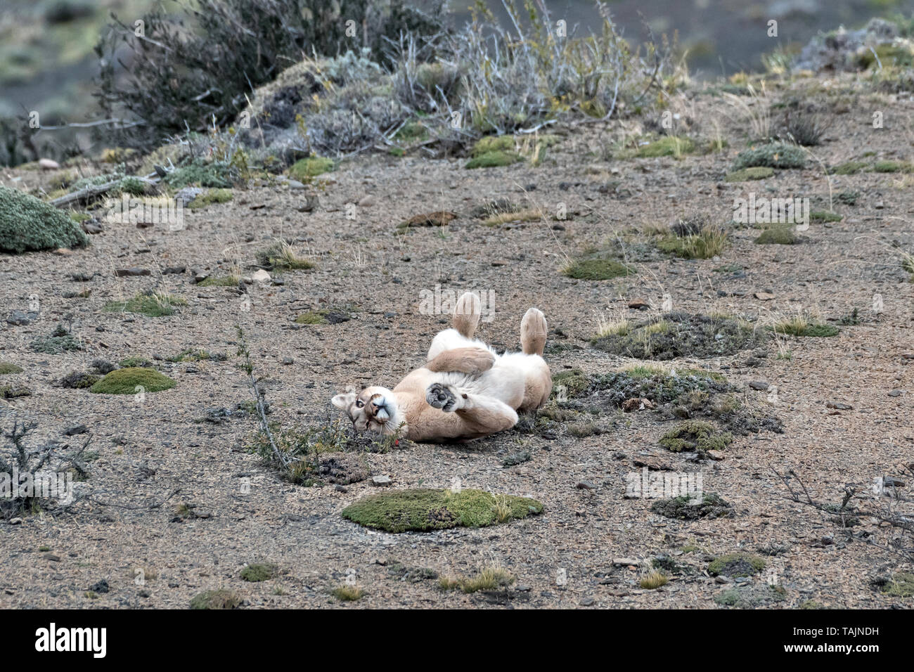 Puma Eating Stockfotos und -bilder Kaufen - Alamy