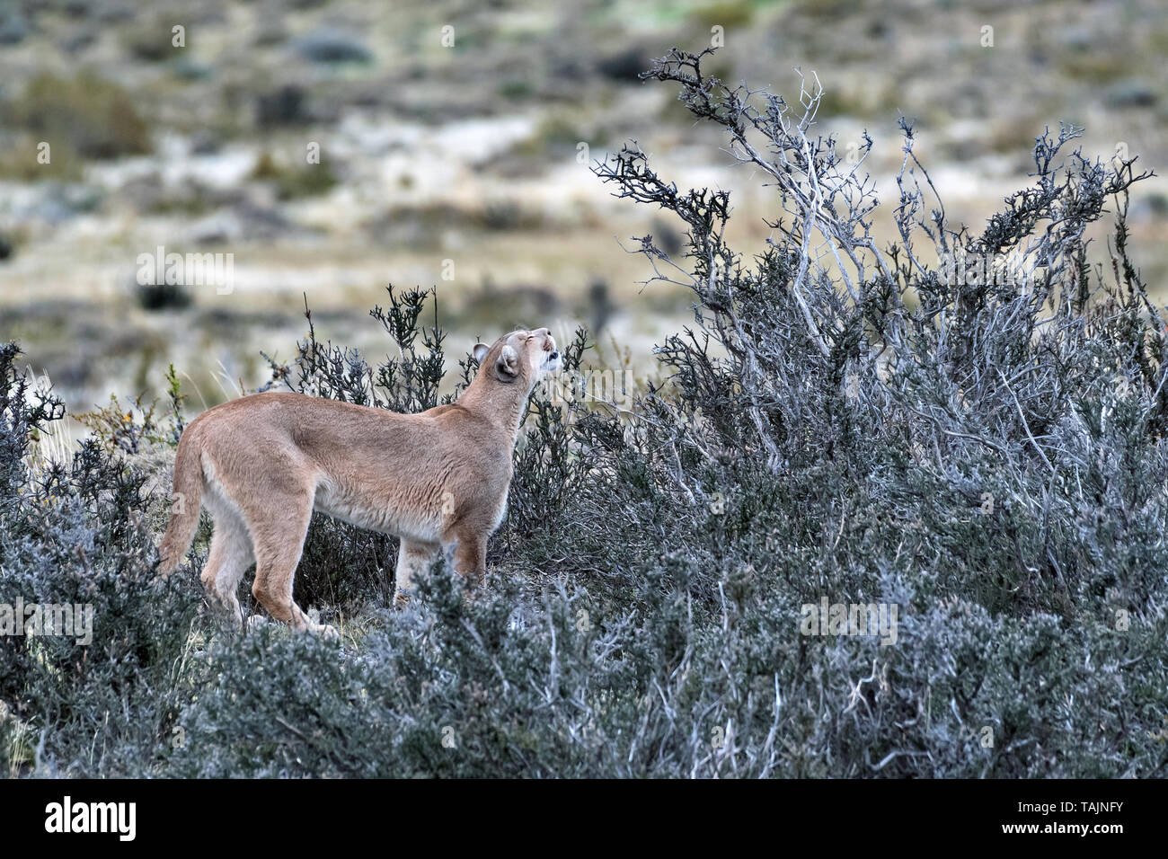 Puma Eating Stockfotos und -bilder Kaufen - Alamy