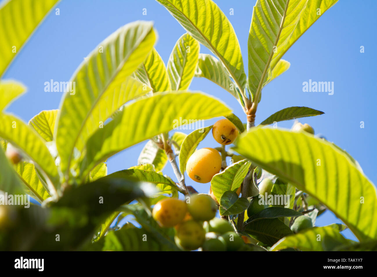 Mispel blätter und früchte -Fotos und -Bildmaterial in hoher Auflösung ...
