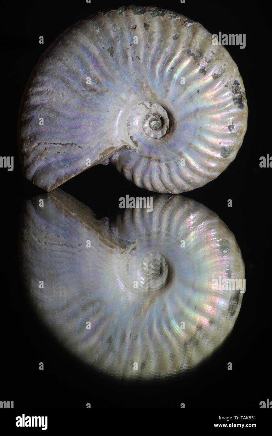Perlmutt Hintergrund Stockfotos und -bilder Kaufen - Alamy