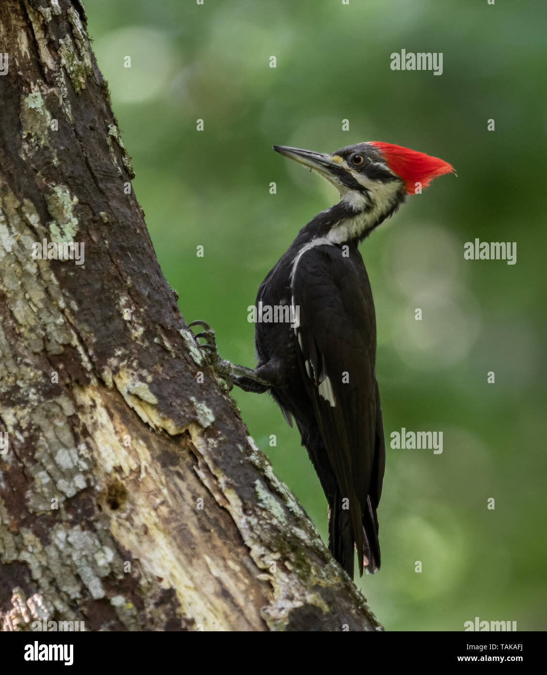 Pileated specht im baum -Fotos und -Bildmaterial in hoher Auflösung – Alamy