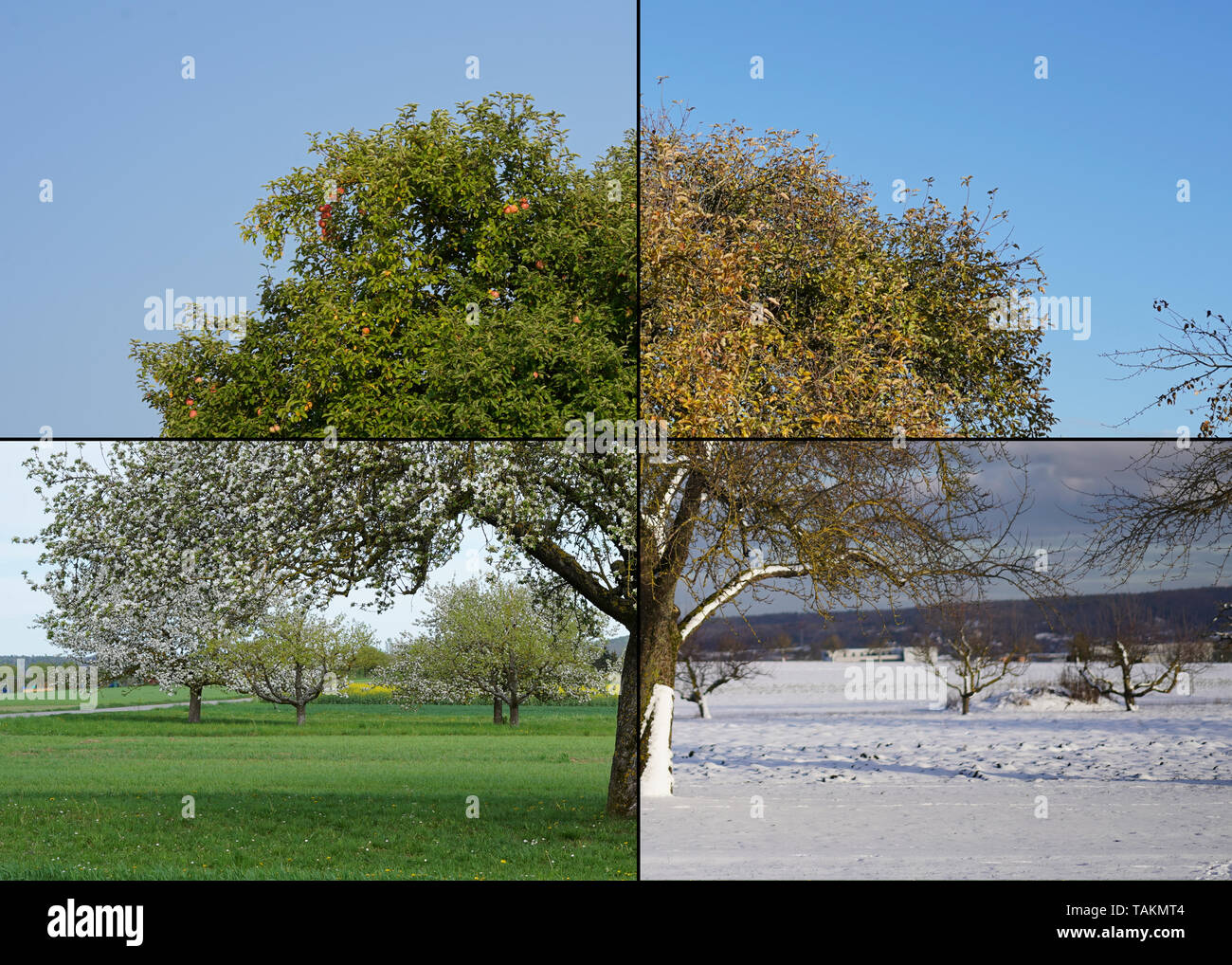 Baum vier jahreszeiten winter -Fotos und -Bildmaterial in hoher Auflösung – Alamy