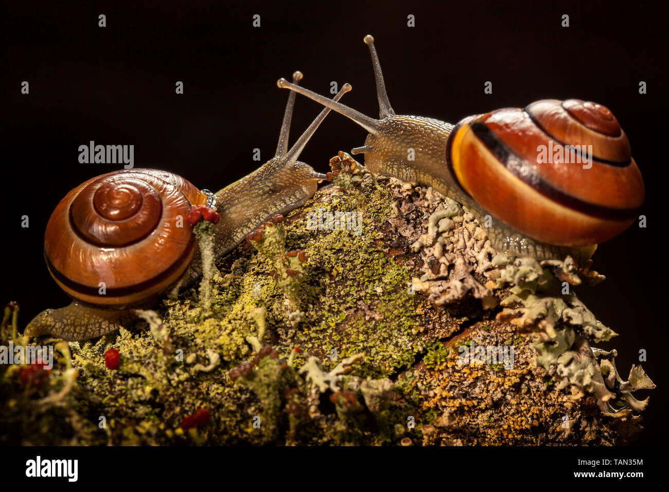 Zwei Schnecken treffen auf ein Stück Rinde mit schöner Flechten, bei ...