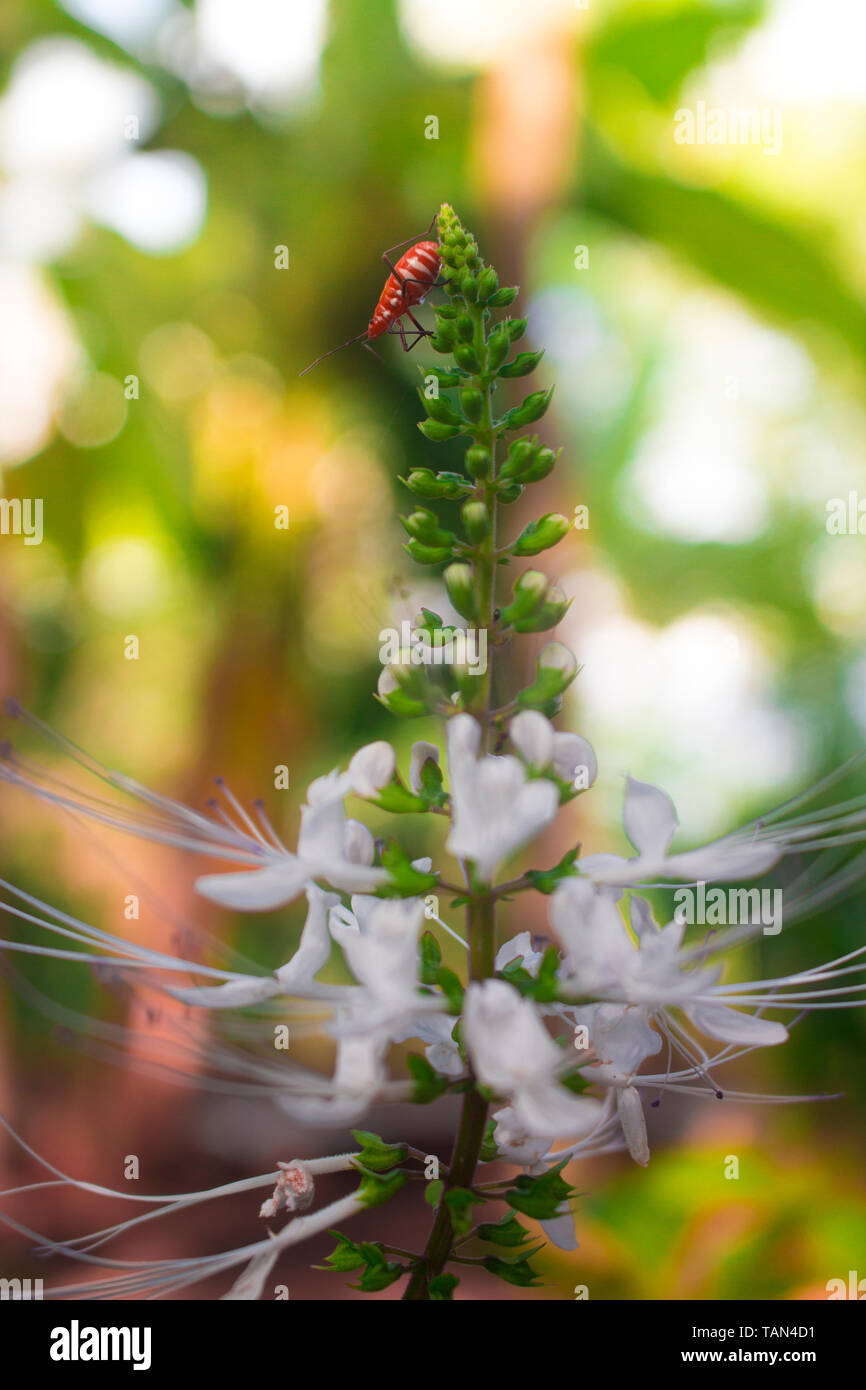 Orthosiphonis folium Stockfotos und -bilder Kaufen - Alamy