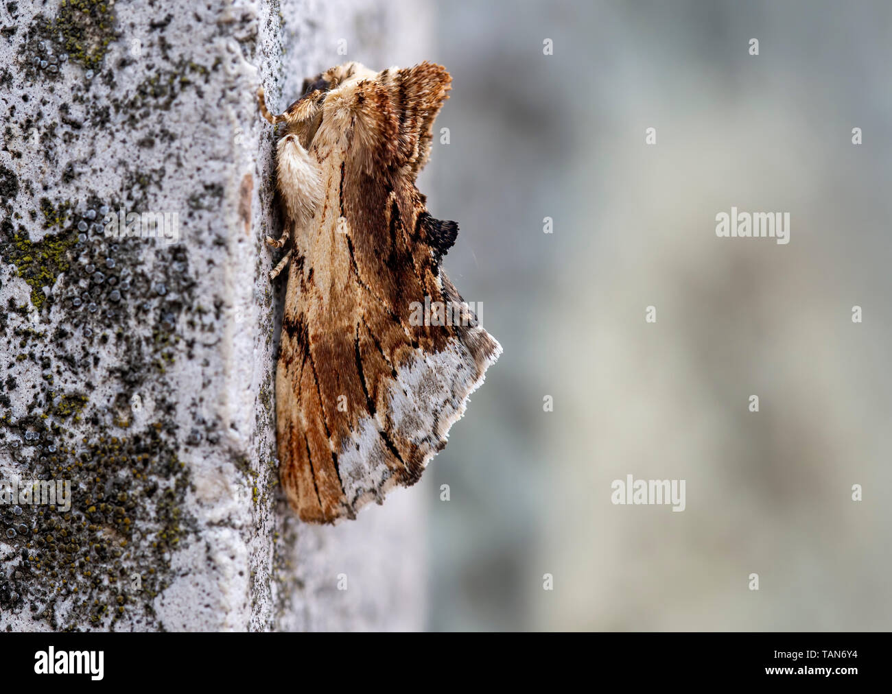 Prominente wand -Fotos und -Bildmaterial in hoher Auflösung – Alamy
