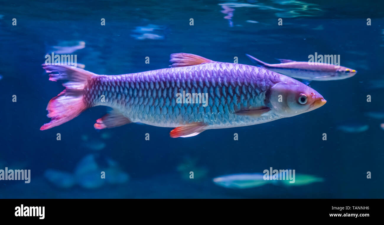 Freshwater fish from indonesia -Fotos und -Bildmaterial in hoher ...
