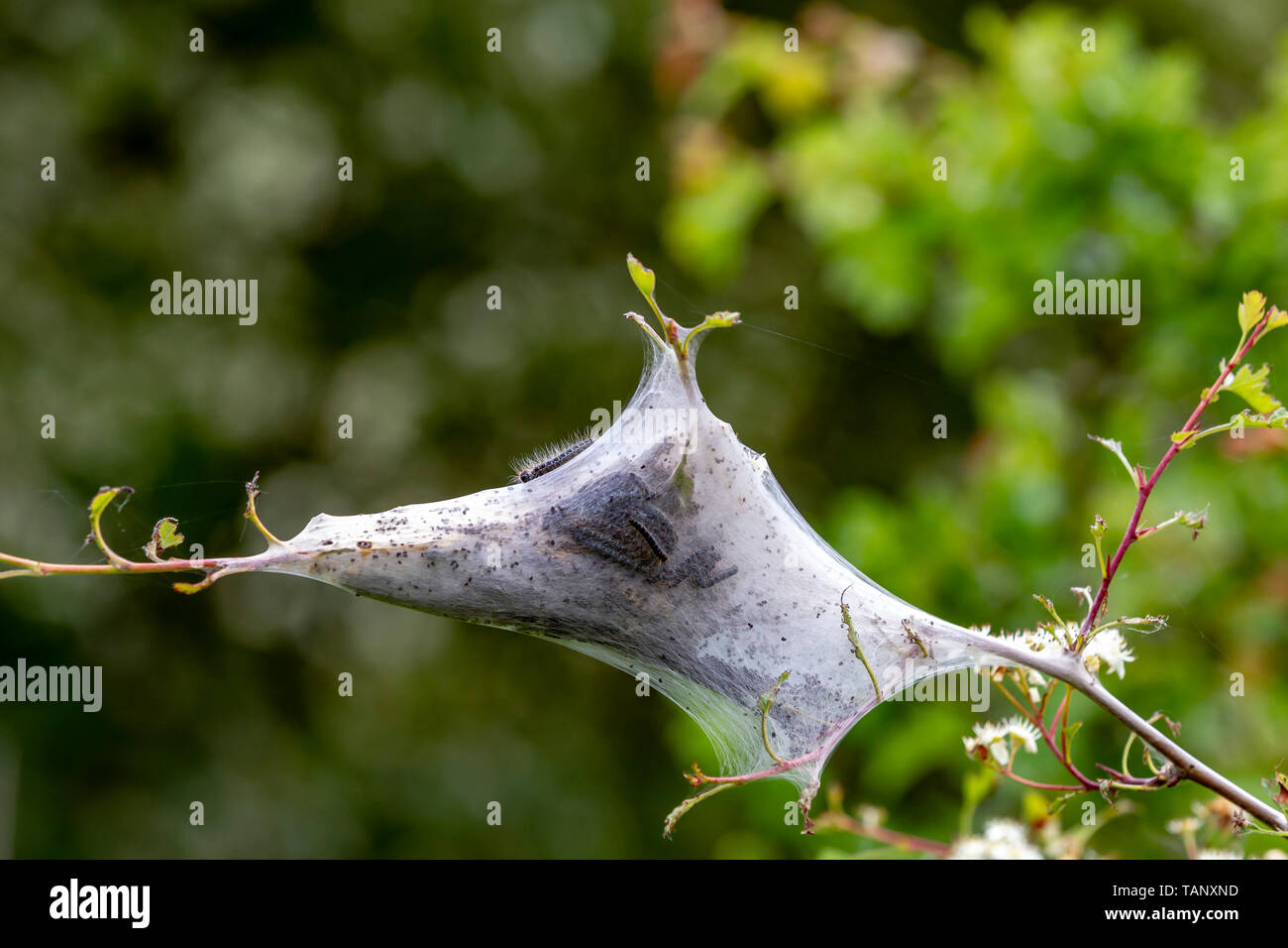 Oak Pest Stockfotos und -bilder Kaufen - Alamy
