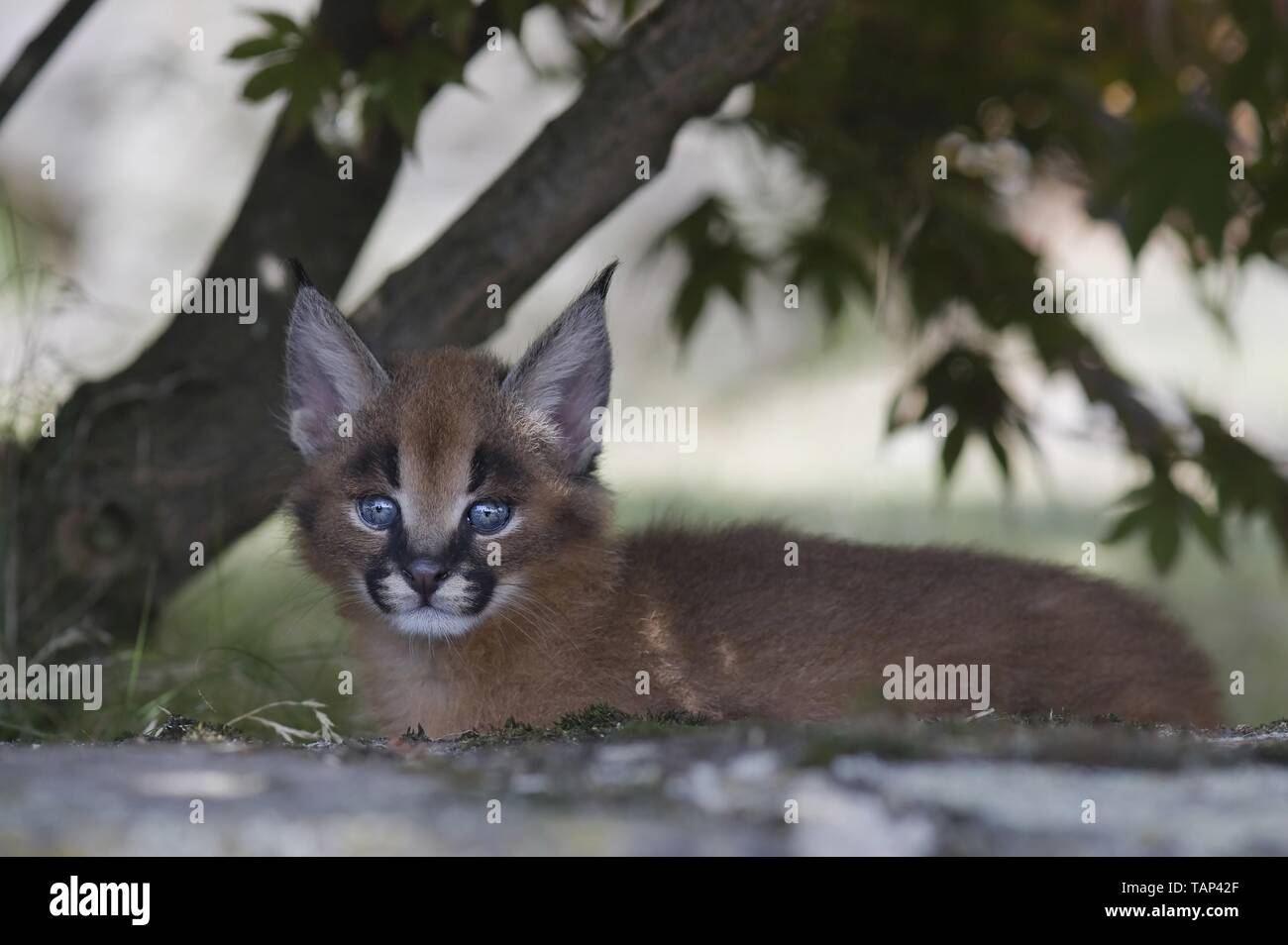 Luchs caracals -Fotos und -Bildmaterial in hoher Auflösung – Alamy