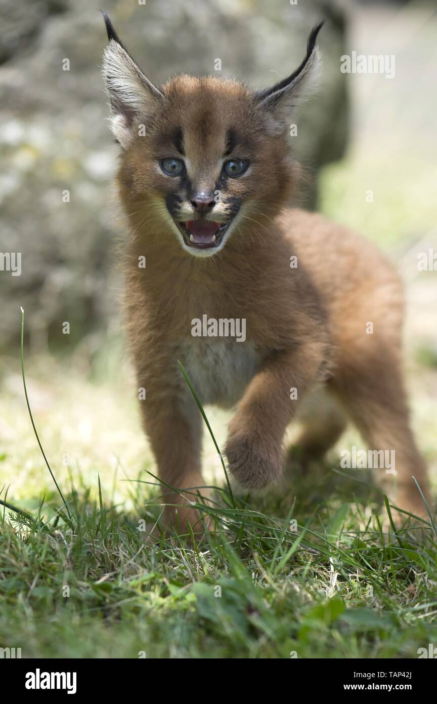 Luchs mund offen -Fotos und -Bildmaterial in hoher Auflösung – Alamy