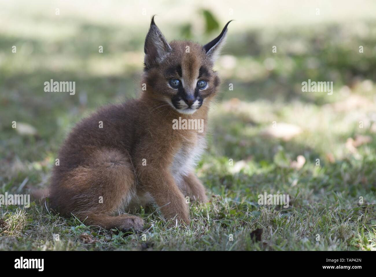 Luchs caracals -Fotos und -Bildmaterial in hoher Auflösung – Alamy