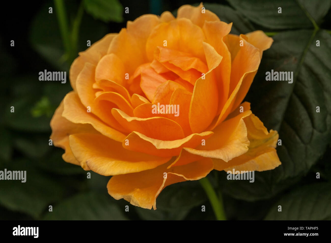 Blumen botanik taxonomie -Fotos und -Bildmaterial in hoher Auflösung – Alamy