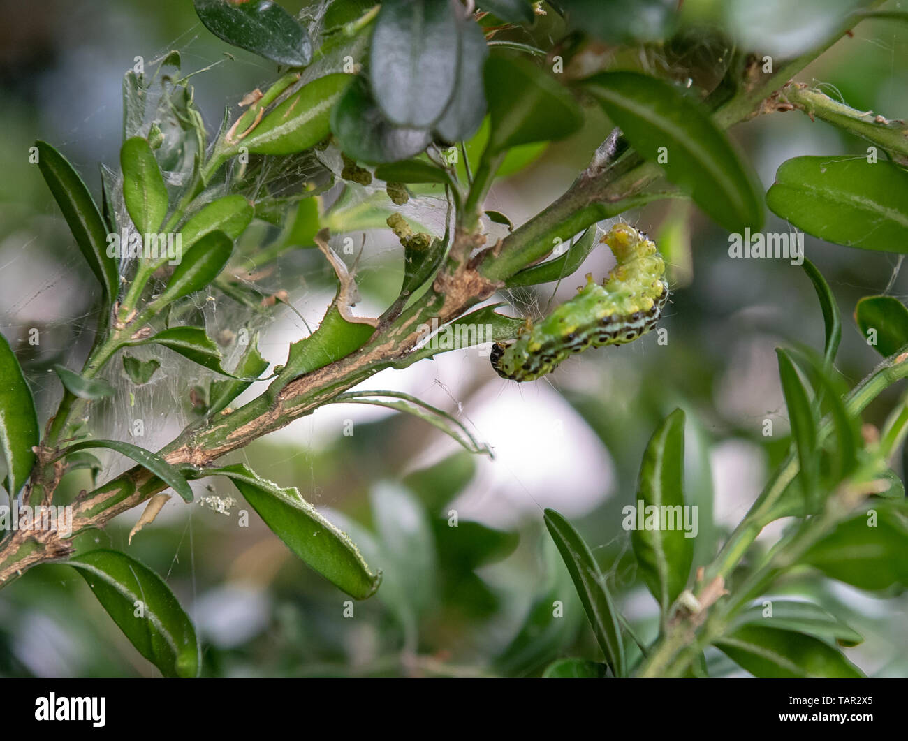 Eine buchsbaum raupe -Fotos und -Bildmaterial in hoher Auflösung – Alamy
