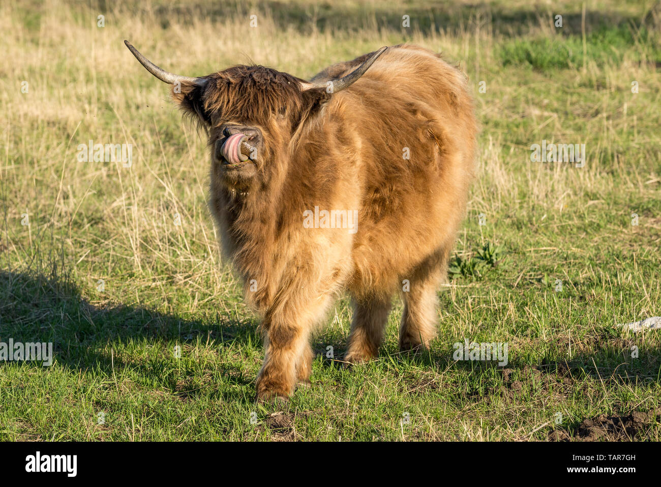 Cow lick -Fotos und -Bildmaterial in hoher Auflösung – Alamy