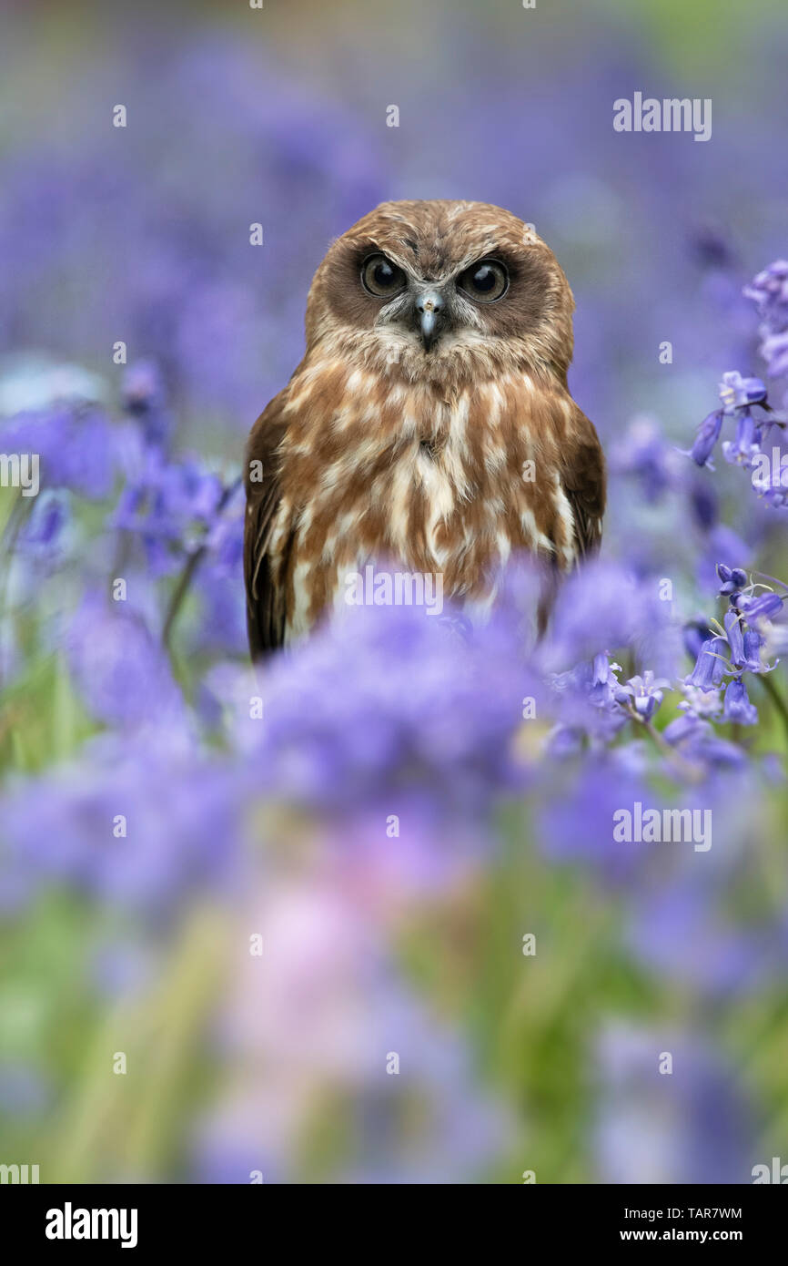 Boobook owl -Fotos und -Bildmaterial in hoher Auflösung – Alamy