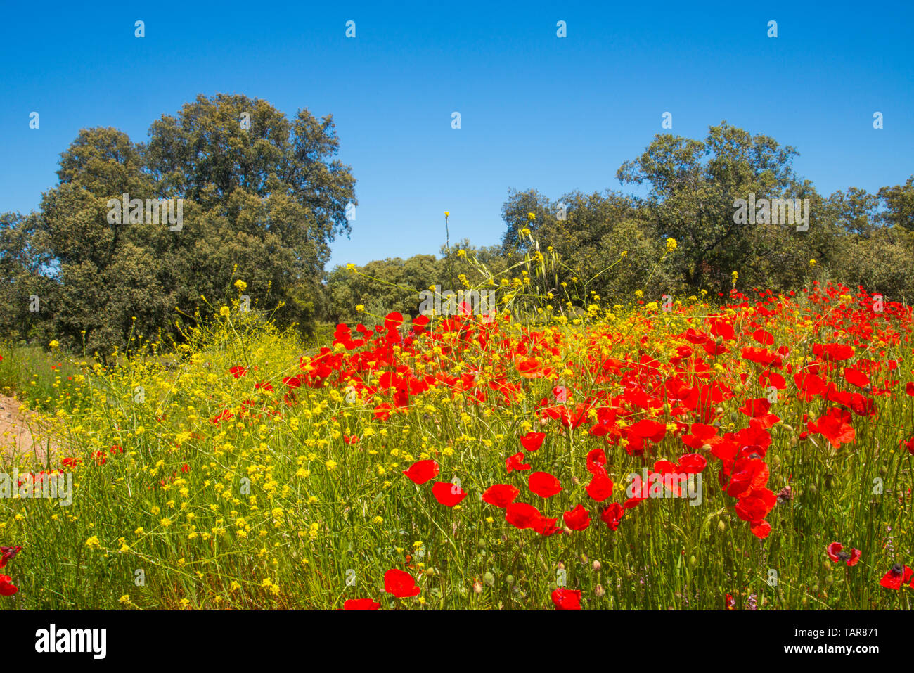 Wilde blumen von andalusien spanien -Fotos und -Bildmaterial in hoher ...