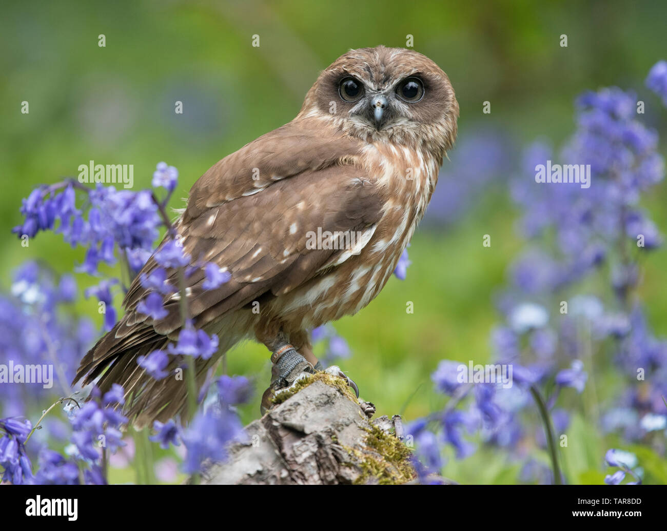 Boobook owl -Fotos und -Bildmaterial in hoher Auflösung – Alamy